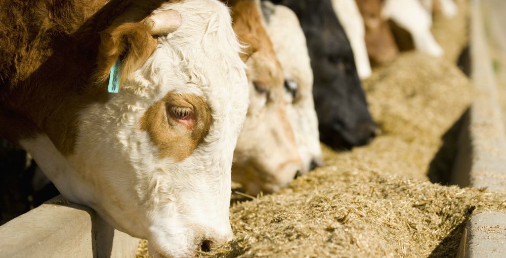 Produtor deixa mais de 100 animais a morrer à fome - Vida Rural