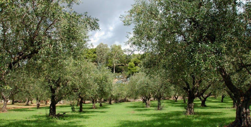 Bayer Crop Science coloca doenças do olival em debate - Vida Rural