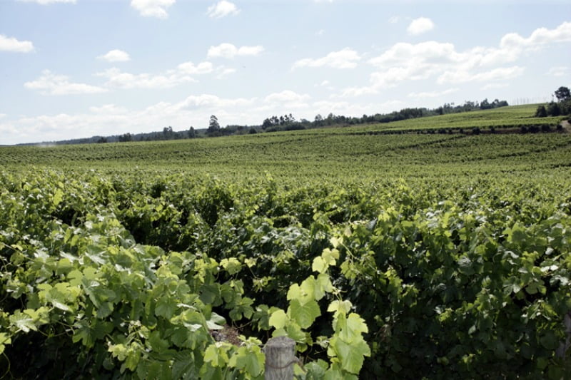 Sogrape compra 25% de uma das maiores distribuidoras do Reino Unido ...