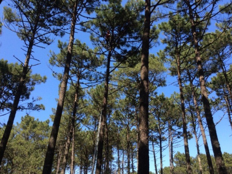 Pinhal de Leiria: mais de 1000 hectares já foram rearborizados