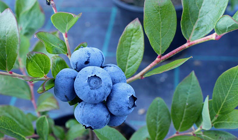 VIII Encontro Nacional de Produtores de Mirtilo realiza-se este fim-de ...