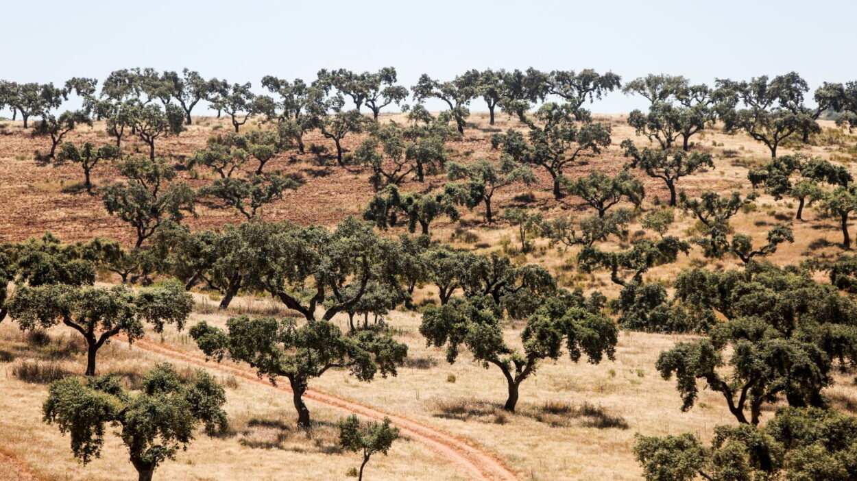 montado de azinho - vida rural - Vida Rural