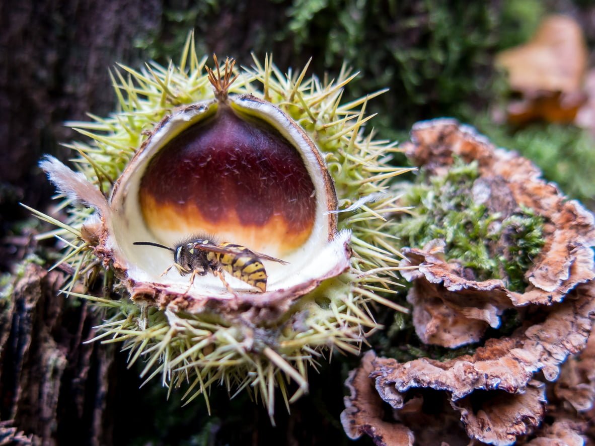 Largadas de Torymus sinensis para combater vespa da galha do castanheiro