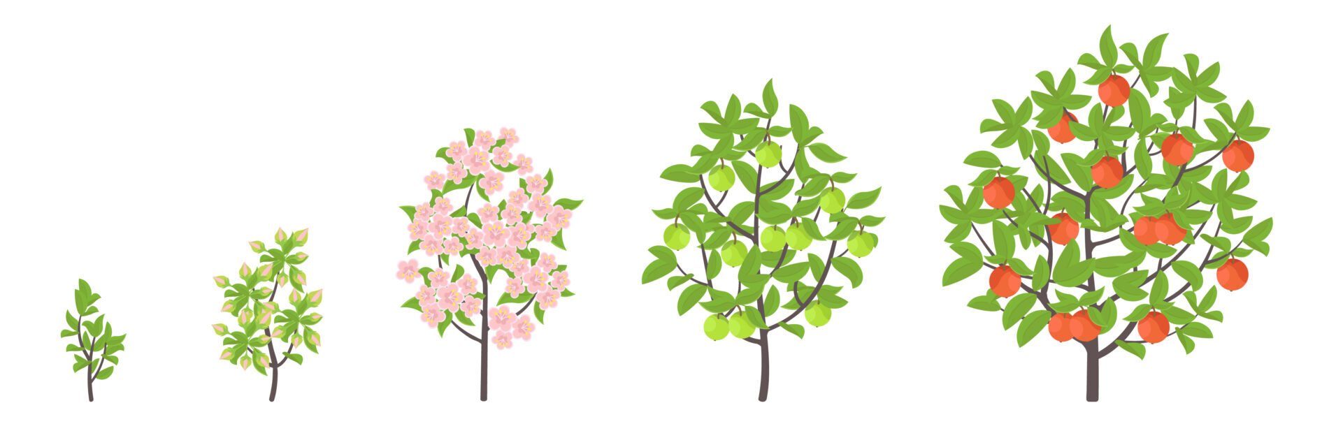 Fruit tree growth stages. Apple, peach and lemon mandarin increase ...