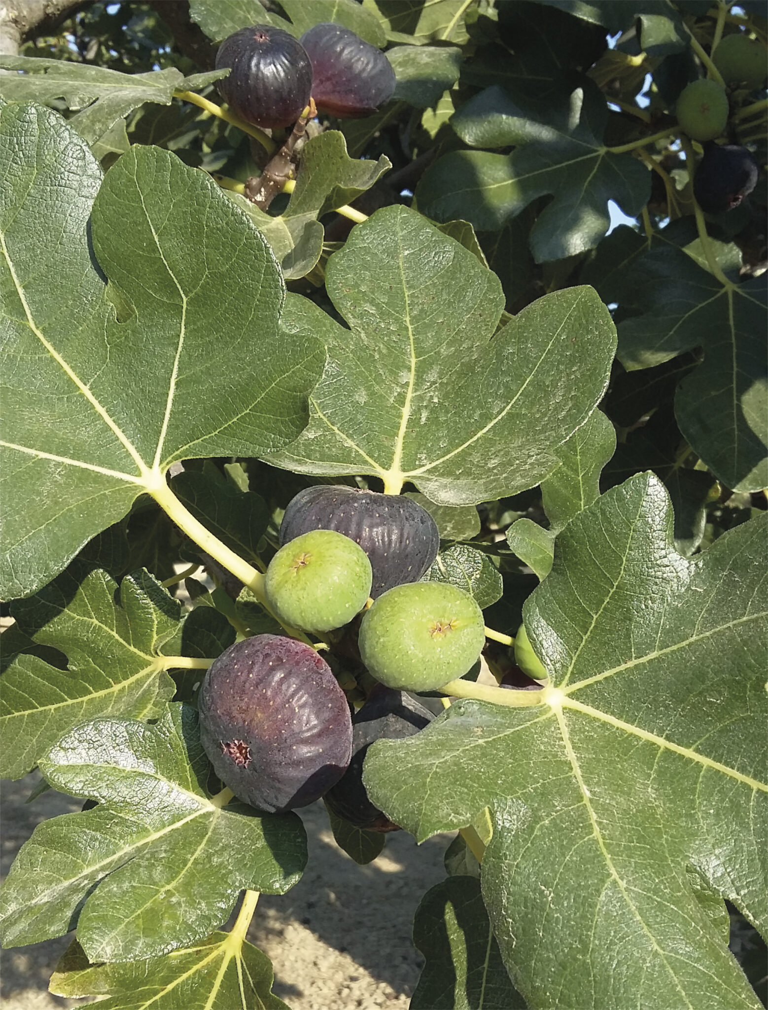 Figo Preto de Torres Novas – características qualitativas e ...