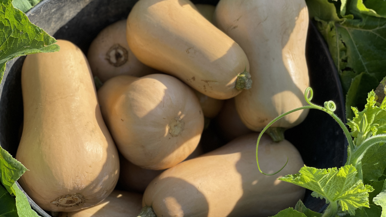 Love Butternut quer promover consumo ibérico de abóbora - Vida Rural