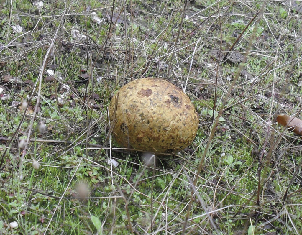 Pisolithus arhizus: uma espécie com múltiplas aplicações - Vida Rural