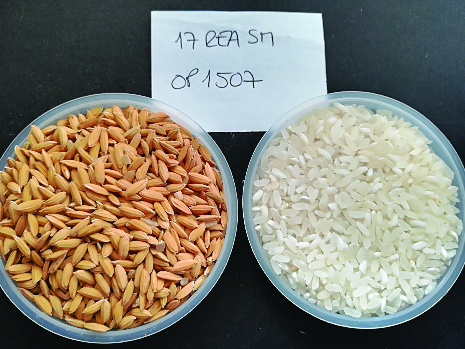 Lusosem, Clube de Produtores do Continente e Novarroz lançam uma nova ...