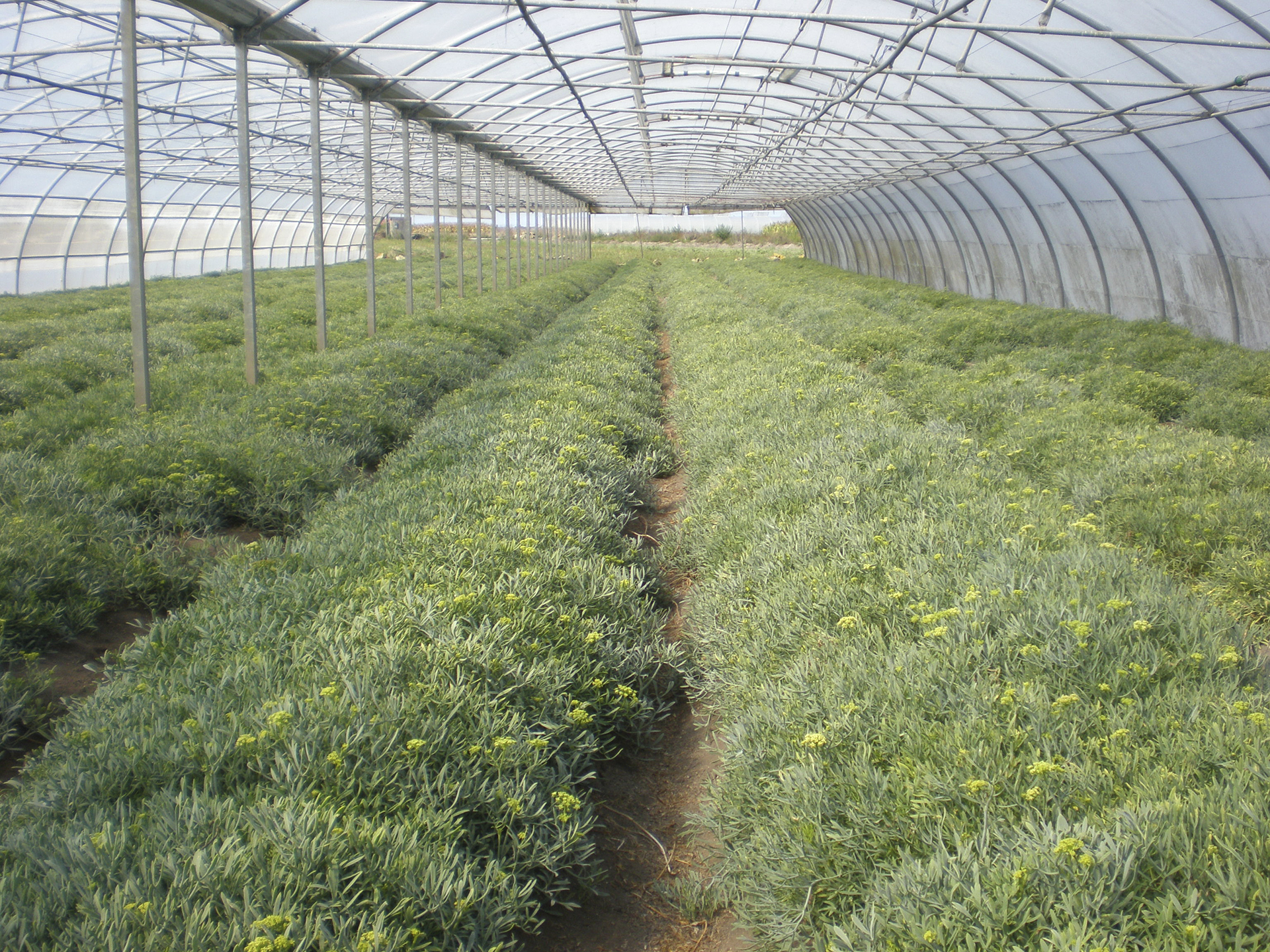 Extração de nutrientes por plantas halófitas: couve-marinha, funcho ...